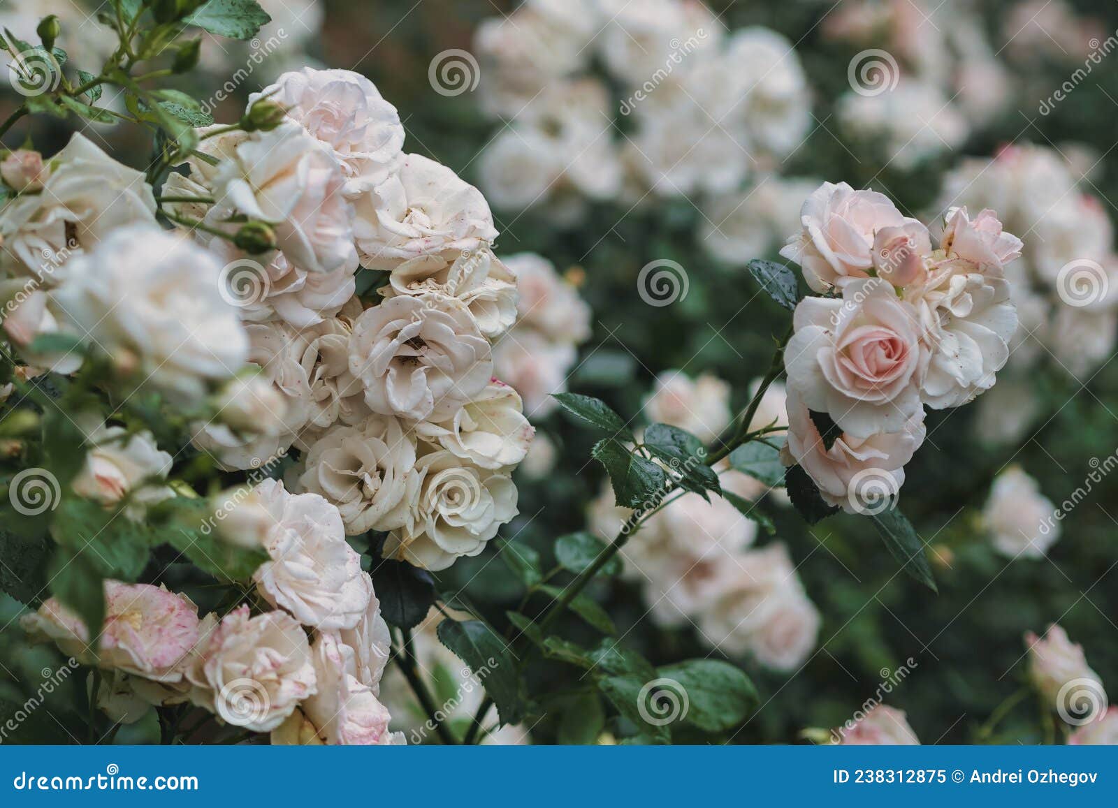 Beautiful Wilted White Roses in Late Summer Stock Image - Image of leaf ...