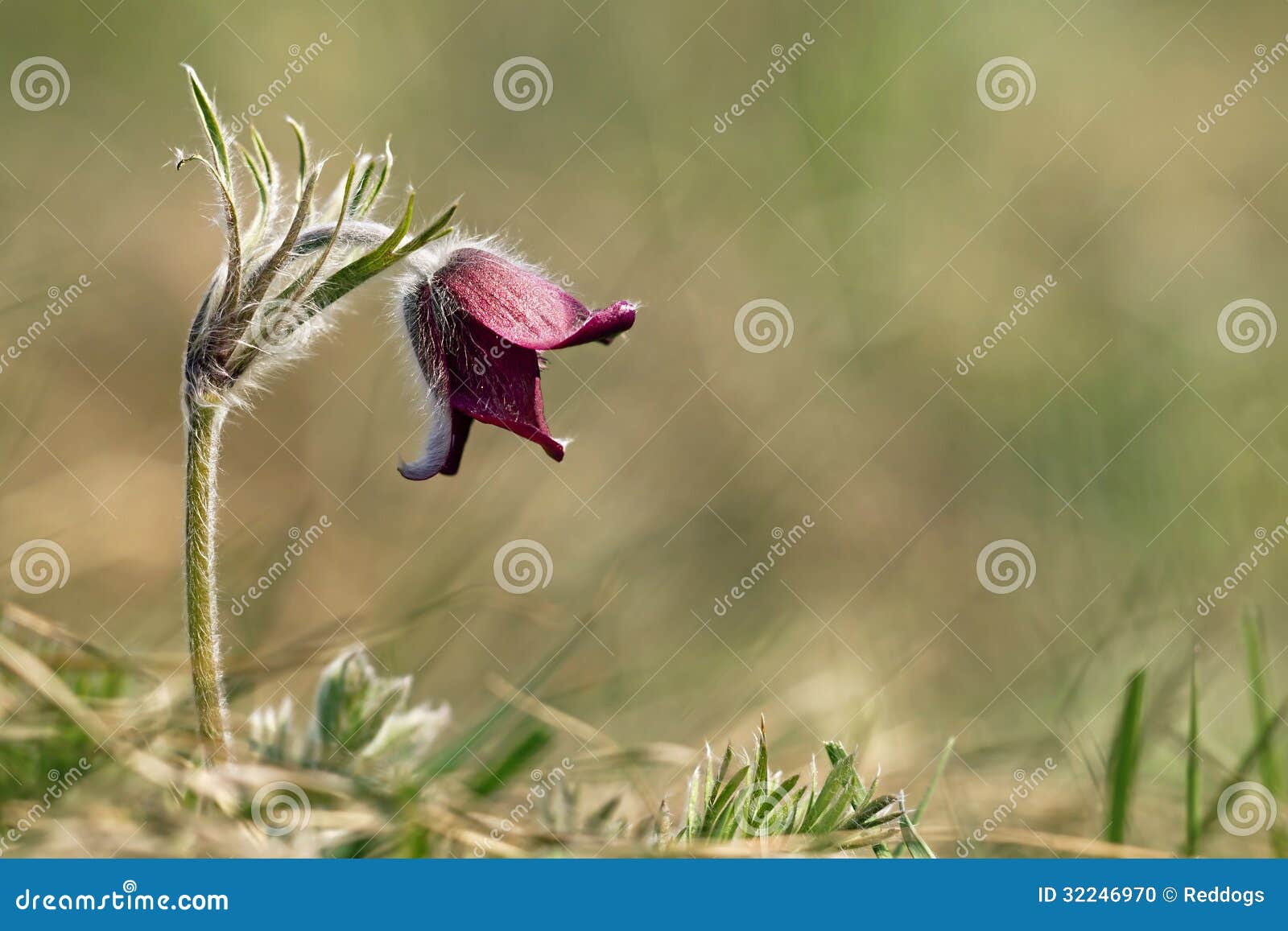 Beautiful wind-flower stock photo. Image of windflower - 32246970