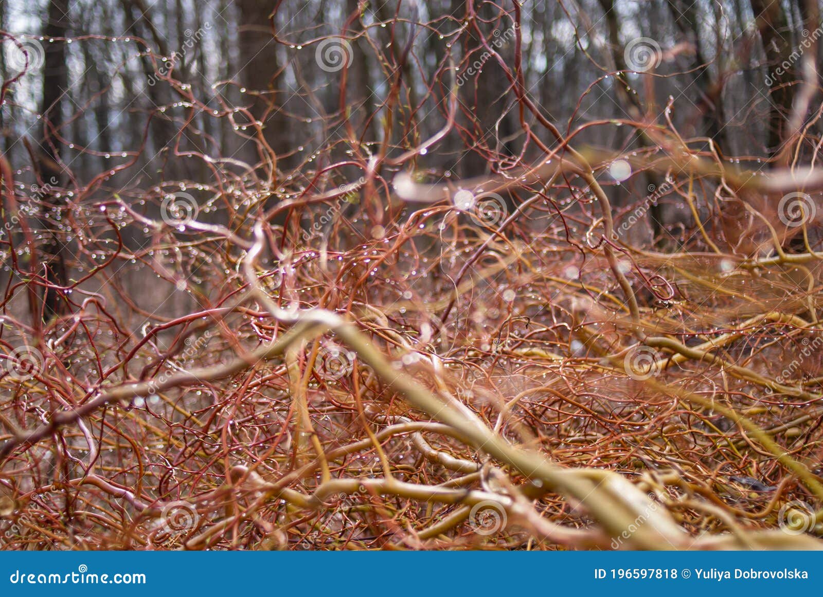 Beautiful Winding Branches of a Tree with Dew. Spring Branches of Trees ...