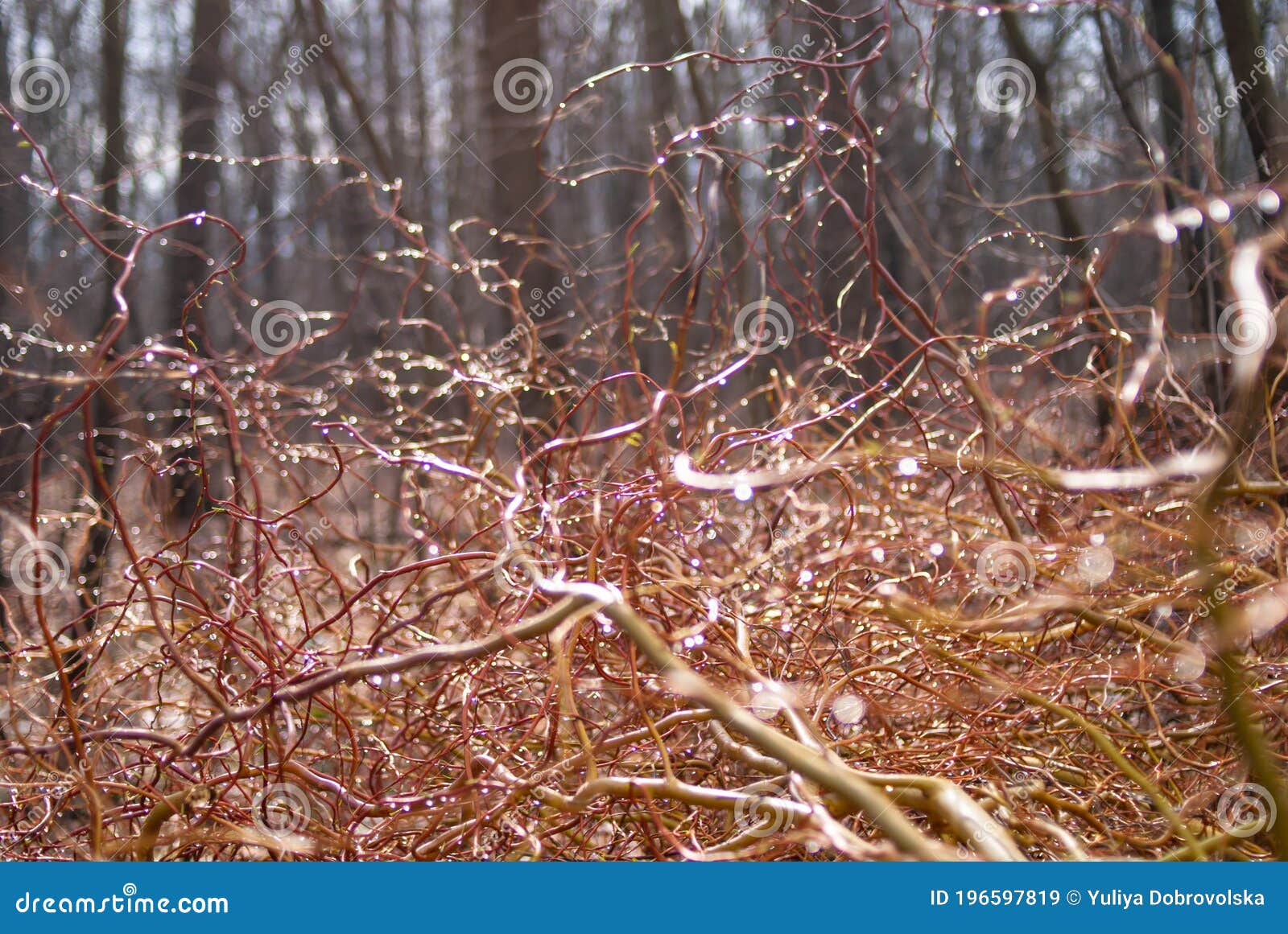 Beautiful Winding Branches of a Tree with Dew. Spring Branches of Trees ...