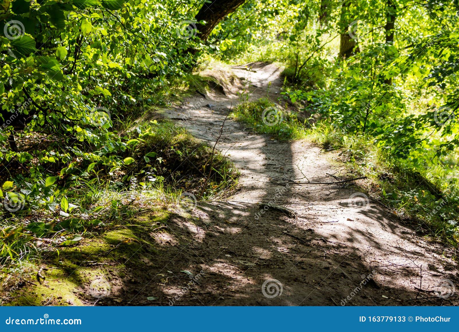 Beautiful Winding Forest Path Stock Image - Image of ecological, august ...