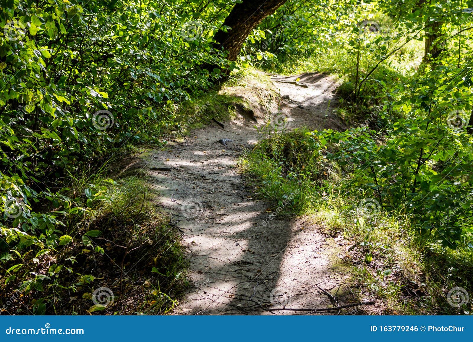 Beautiful Winding Forest Path Stock Photo - Image of landscape, summer ...