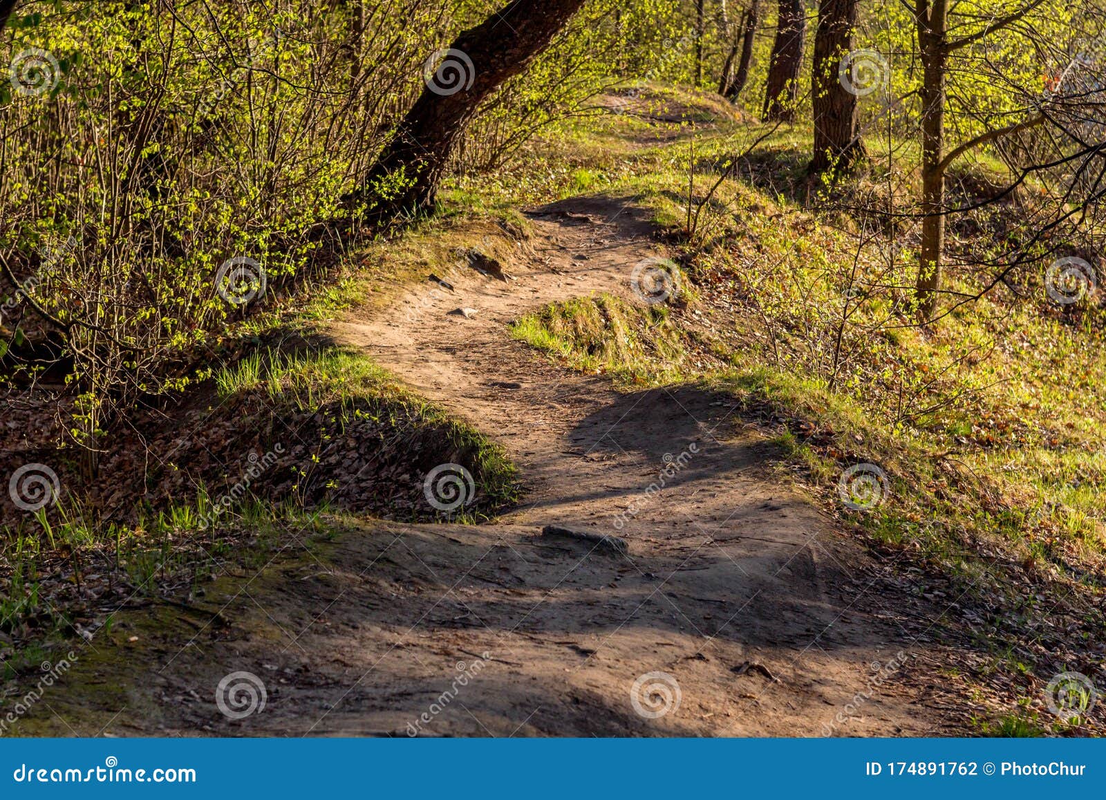Beautiful Winding Forest Path Lit by the Sun Stock Photo - Image of ...