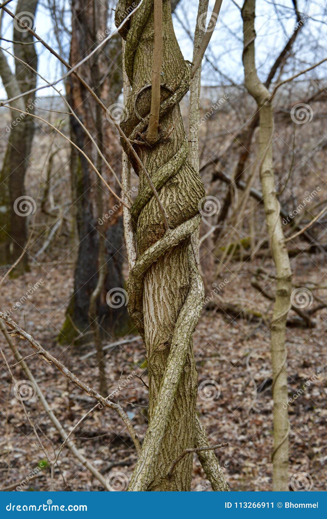 Beautiful winding trees stock image. Image of twist - 113266911