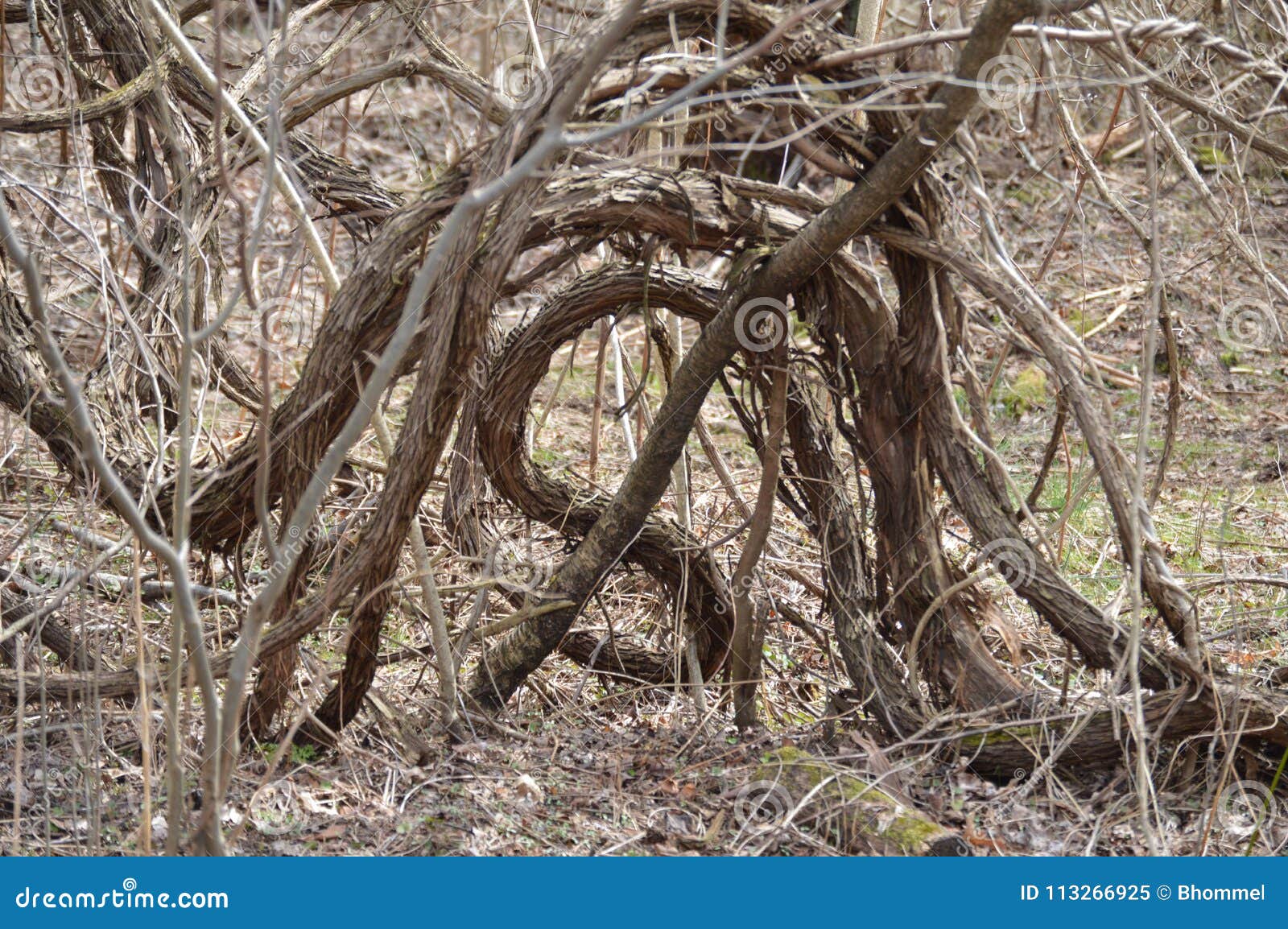 Beautiful winding trees stock image. Image of winding - 113266925