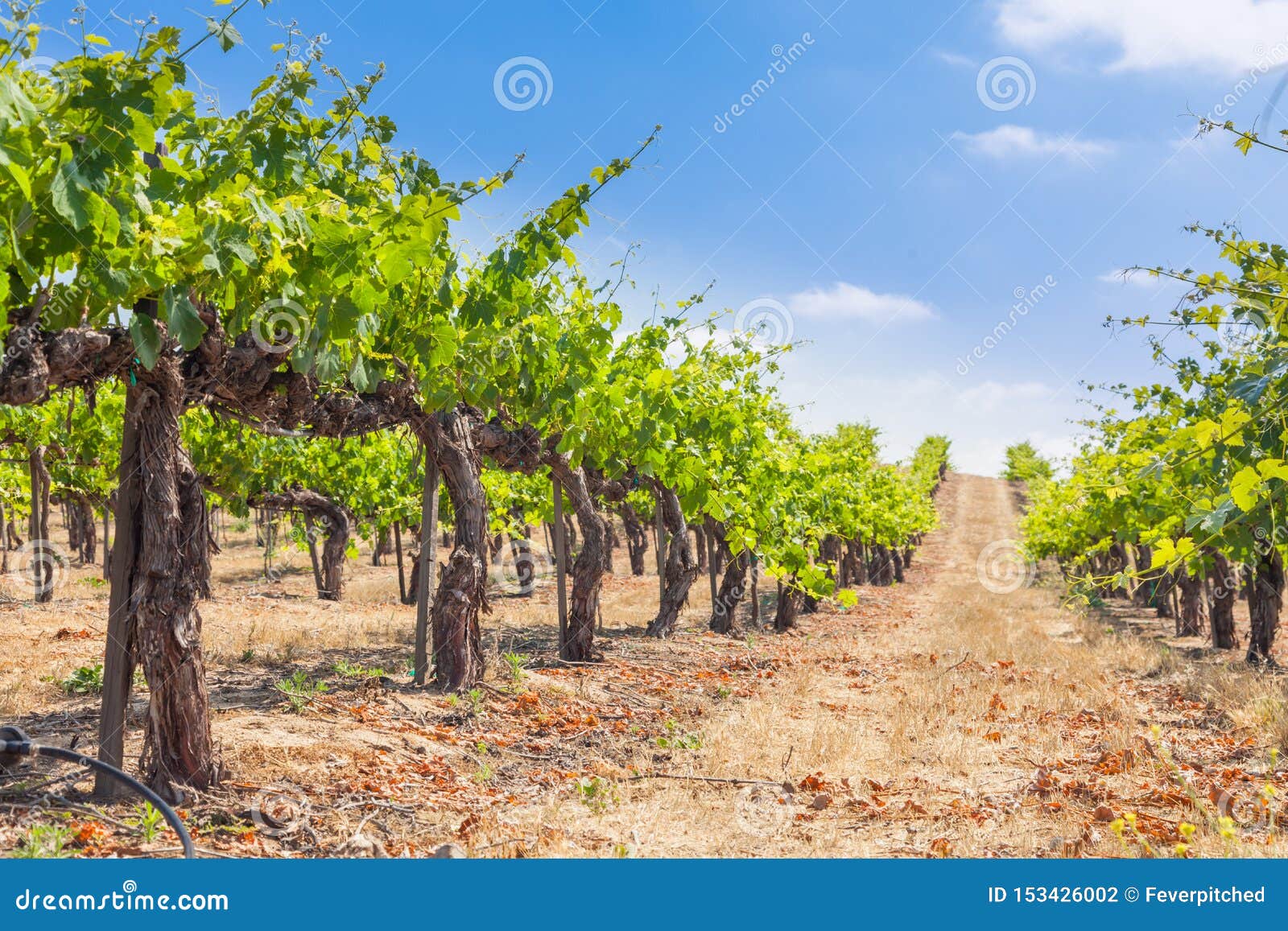 Beautiful Wine Grape Vineyard Farm in the Afternoon Sun Stock Photo ...