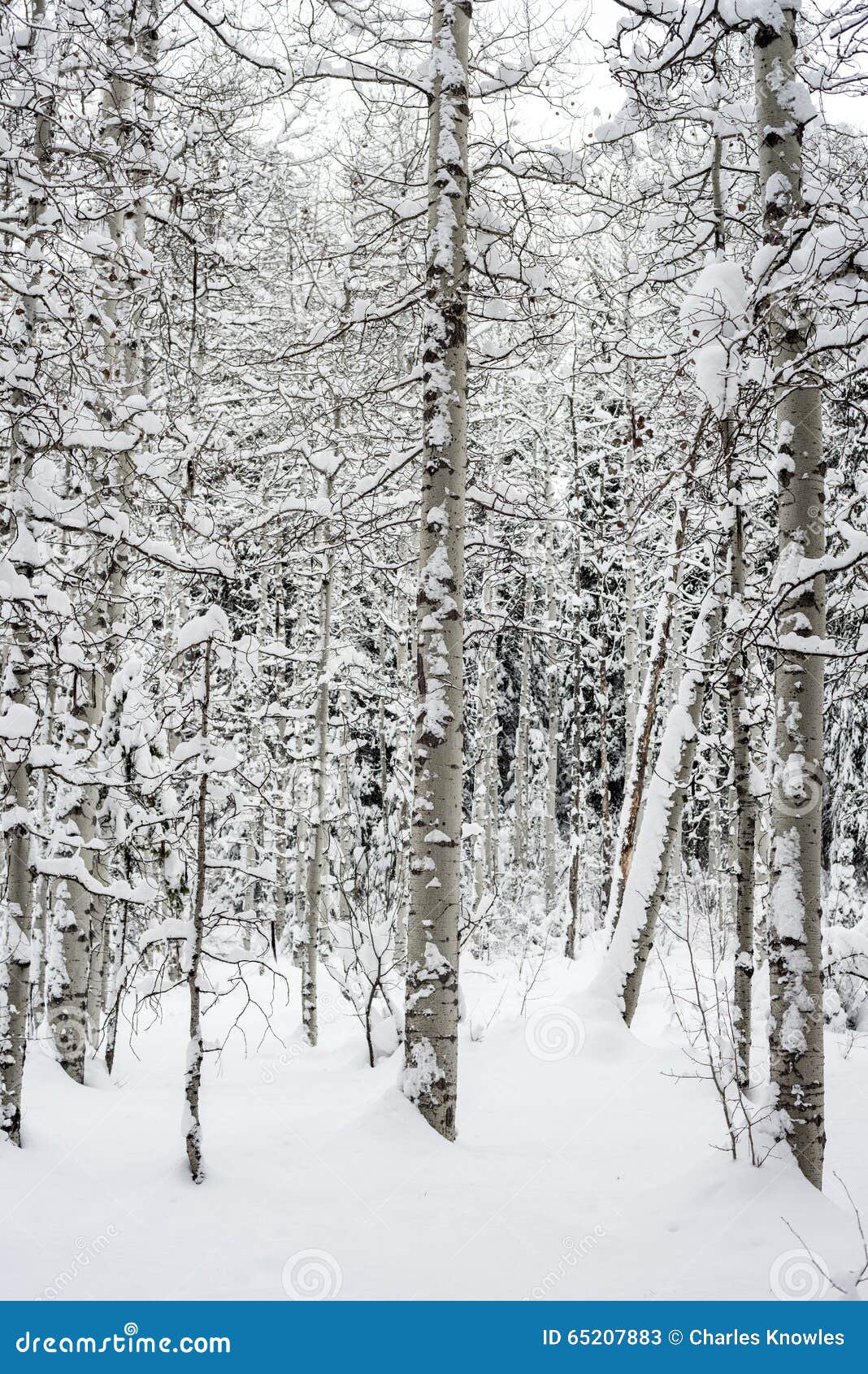 Beautiful Winter Aspen Grove in the Snow Stock Image - Image of ...
