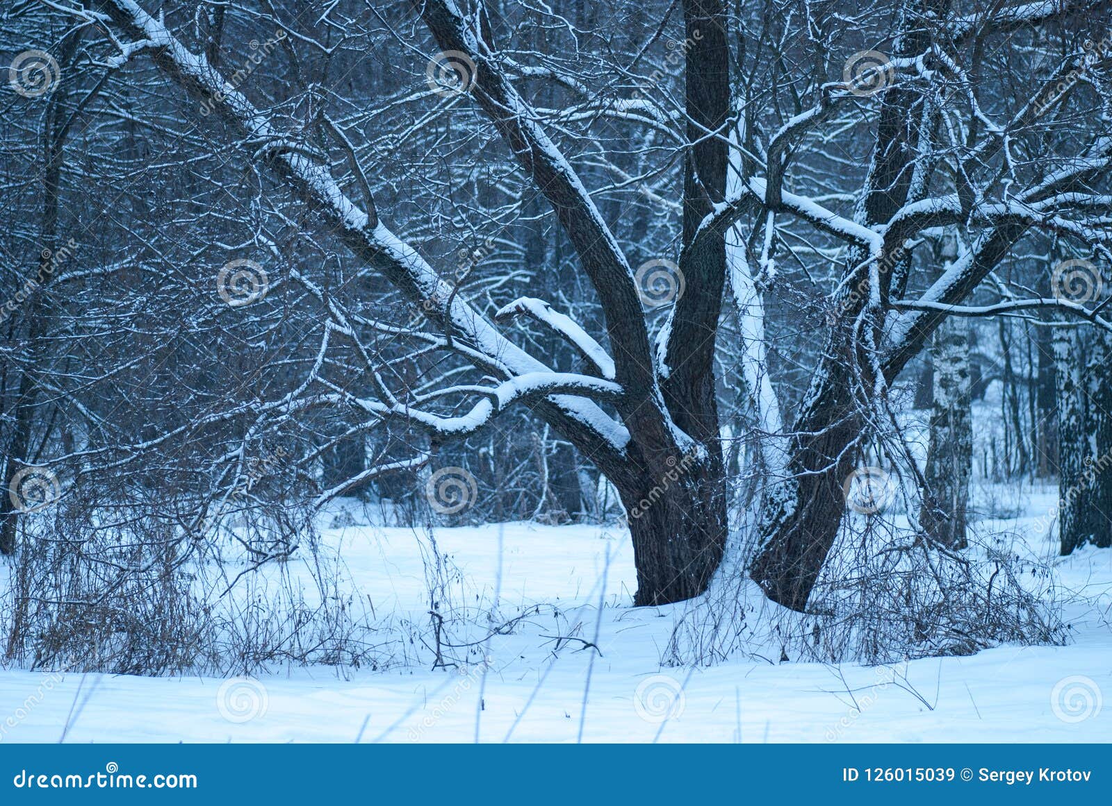 Beautiful Winter Blue Forest Full of Snow Stock Image - Image of ...