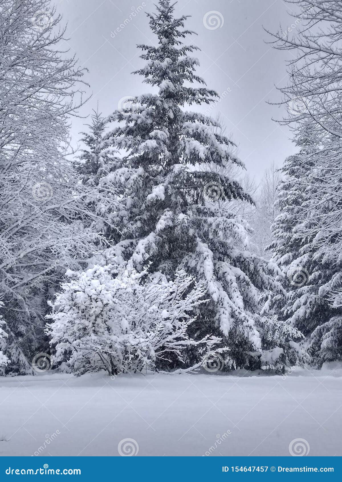 Beautiful winter day stock image. Image of snow, cold - 154647457