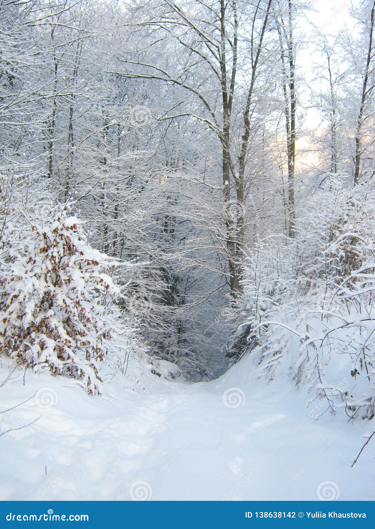 Beautiful Winter Day in a Snowy Forest Stock Photo - Image of forest ...