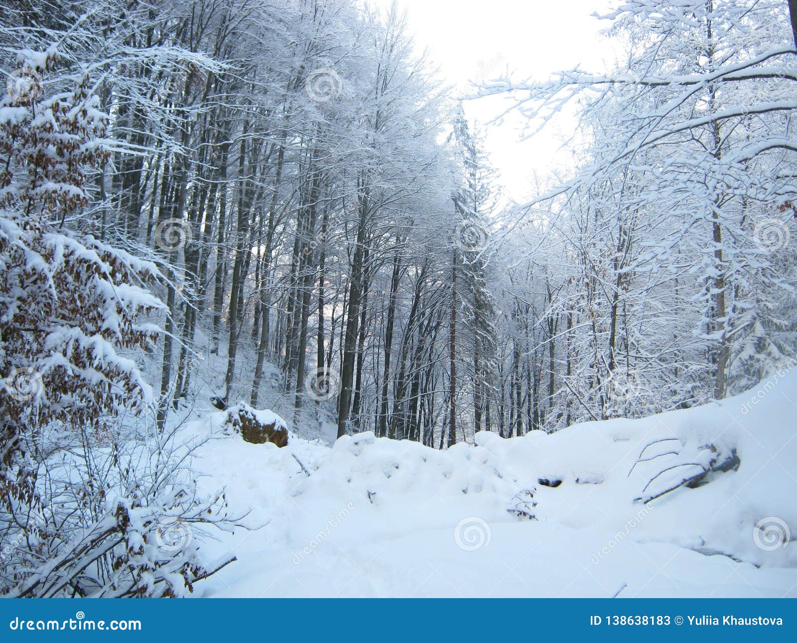 Beautiful Winter Day in a Snowy Forest Stock Image - Image of cold ...