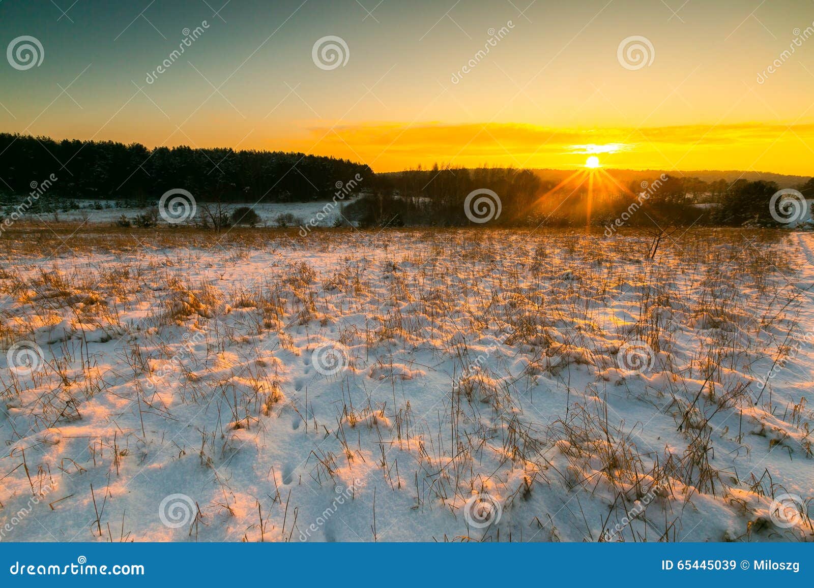 Beautiful Winter Fields and Trees Landscape Stock Image - Image of ...