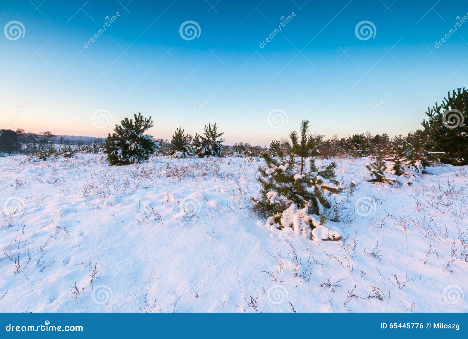 Beautiful Winter Fields and Trees Landscape Stock Photo - Image of cold ...