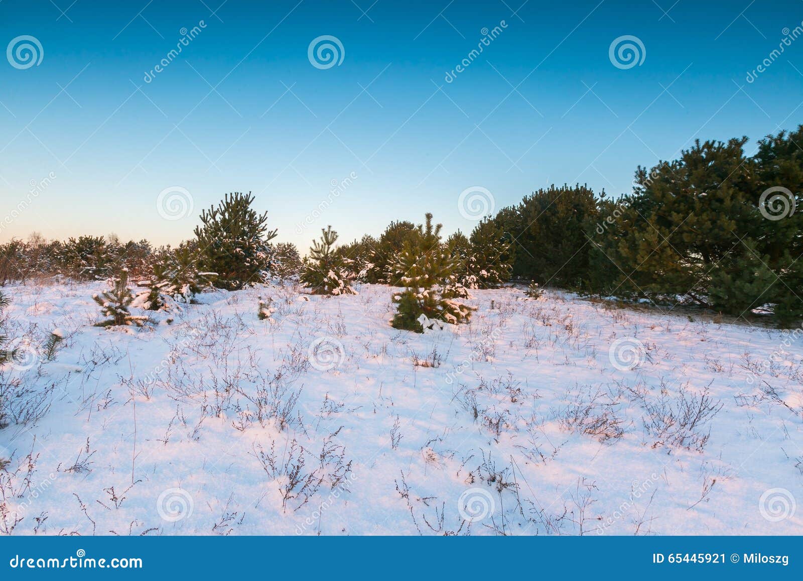 Beautiful Winter Fields and Trees Landscape Stock Image - Image of ...