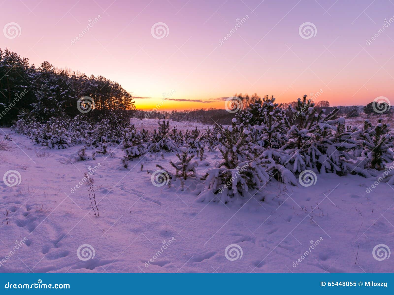 Beautiful Winter Fields and Trees Landscape Stock Image - Image of pine ...