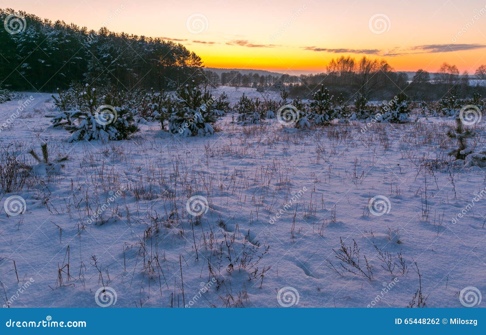 Beautiful Winter Fields and Trees Landscape Stock Photo - Image of cold ...