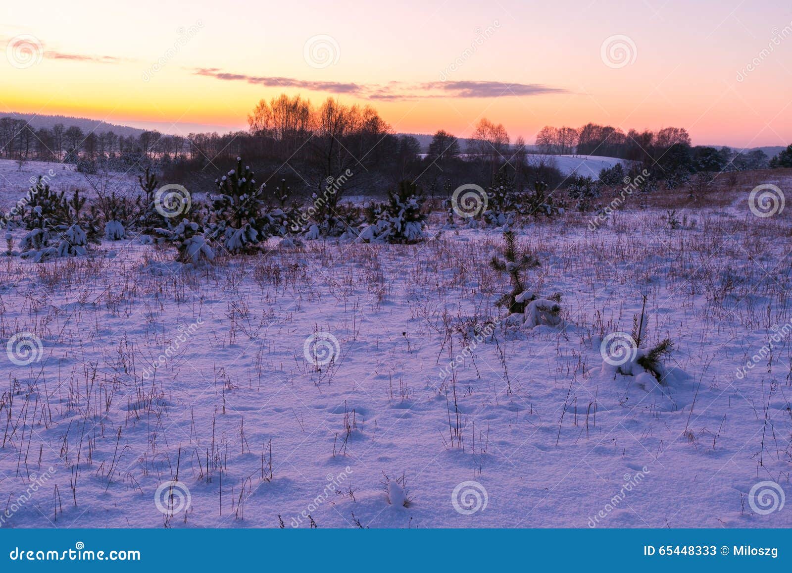 Beautiful Winter Fields and Trees Landscape Stock Image - Image of ...