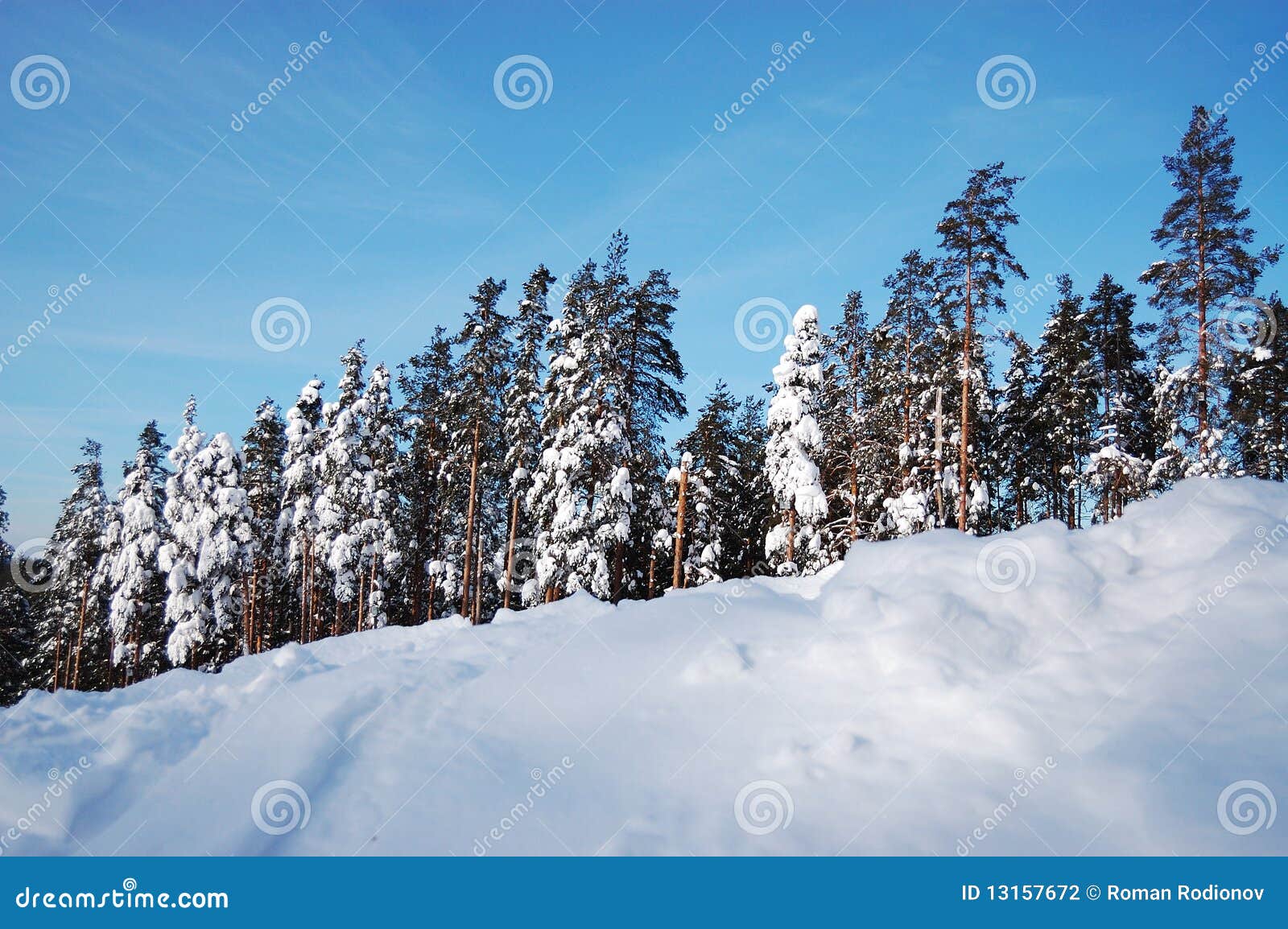 Beautiful winter forest stock photo. Image of daytime - 13157672