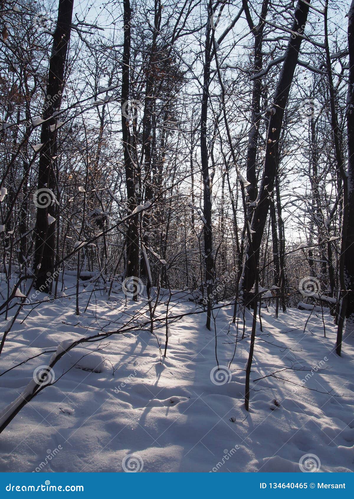 Beautiful winter forest stock image. Image of nature - 134640465