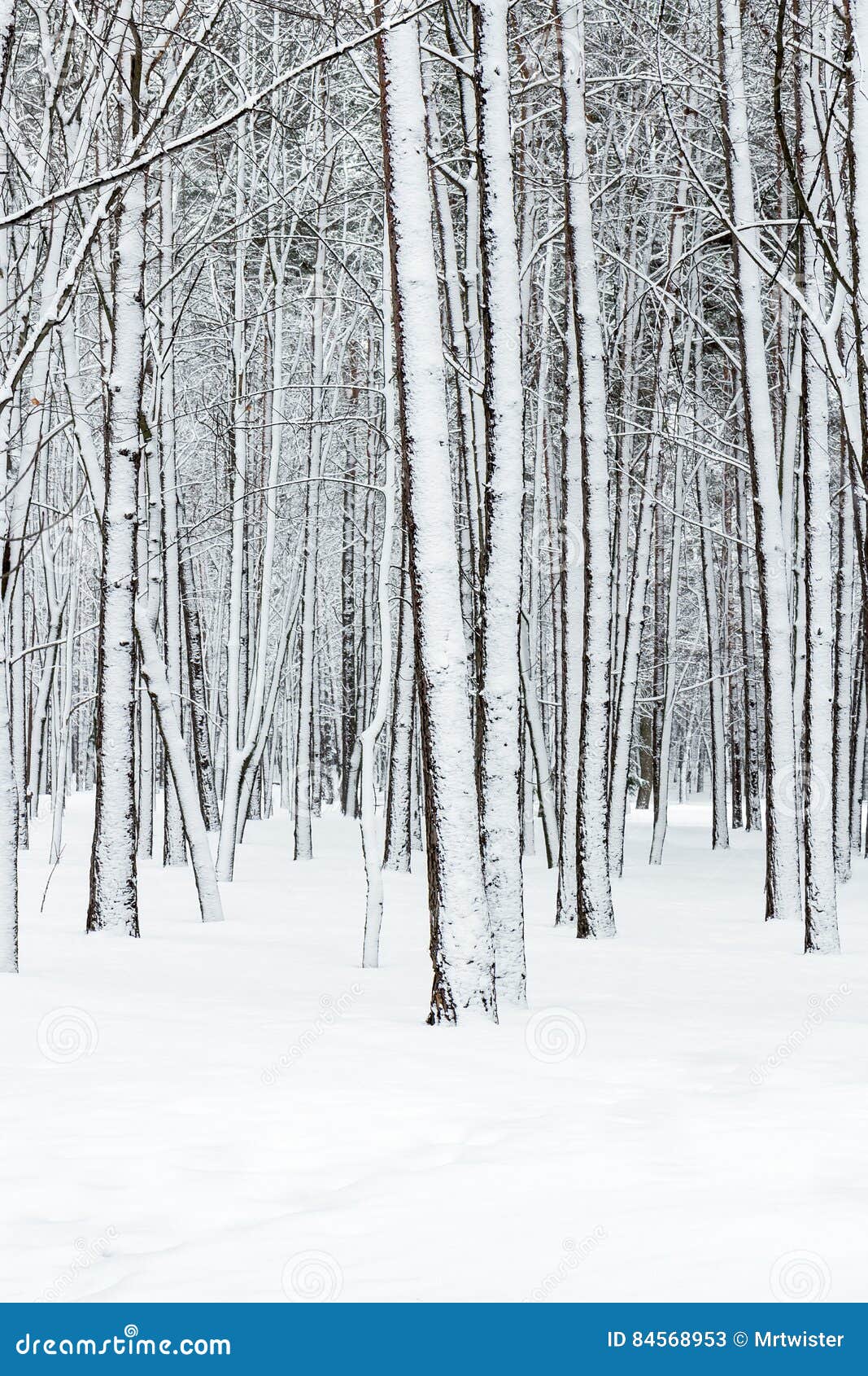 Beautiful Winter Forest with Bare Tree Trunks Covered by Snow Stock ...