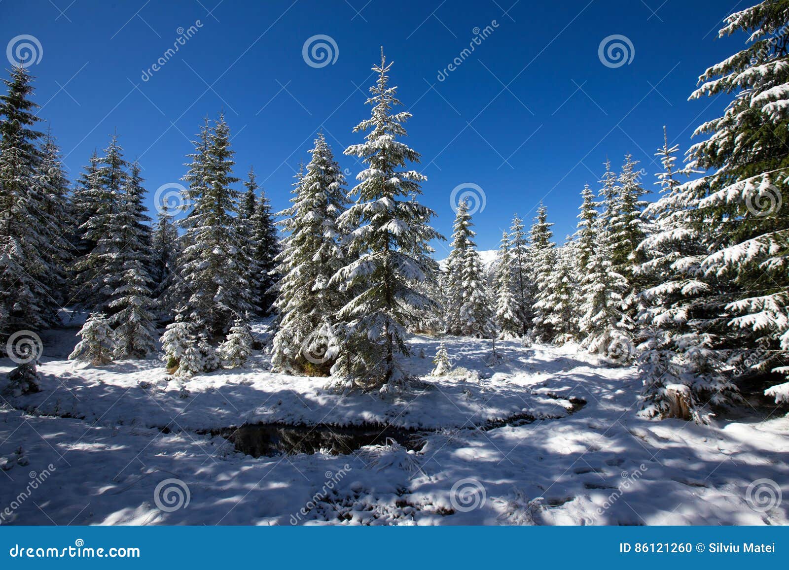 Beautiful winter forest stock photo. Image of extreme - 86121260
