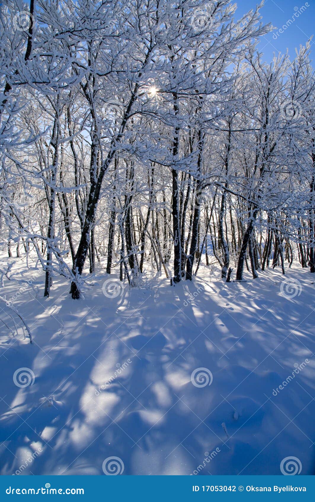 Beautiful Winter Forest Landscape Stock Photo - Image of frost, cold ...