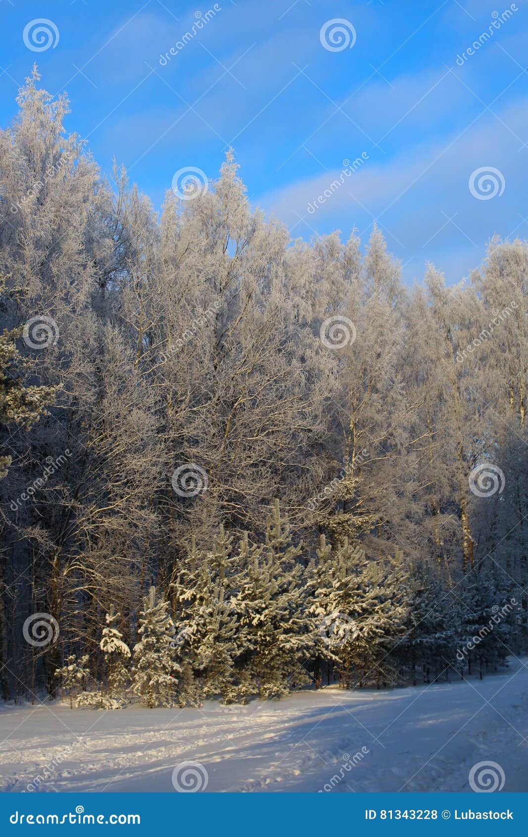 Beautiful winter forest stock photo. Image of branch - 81343228