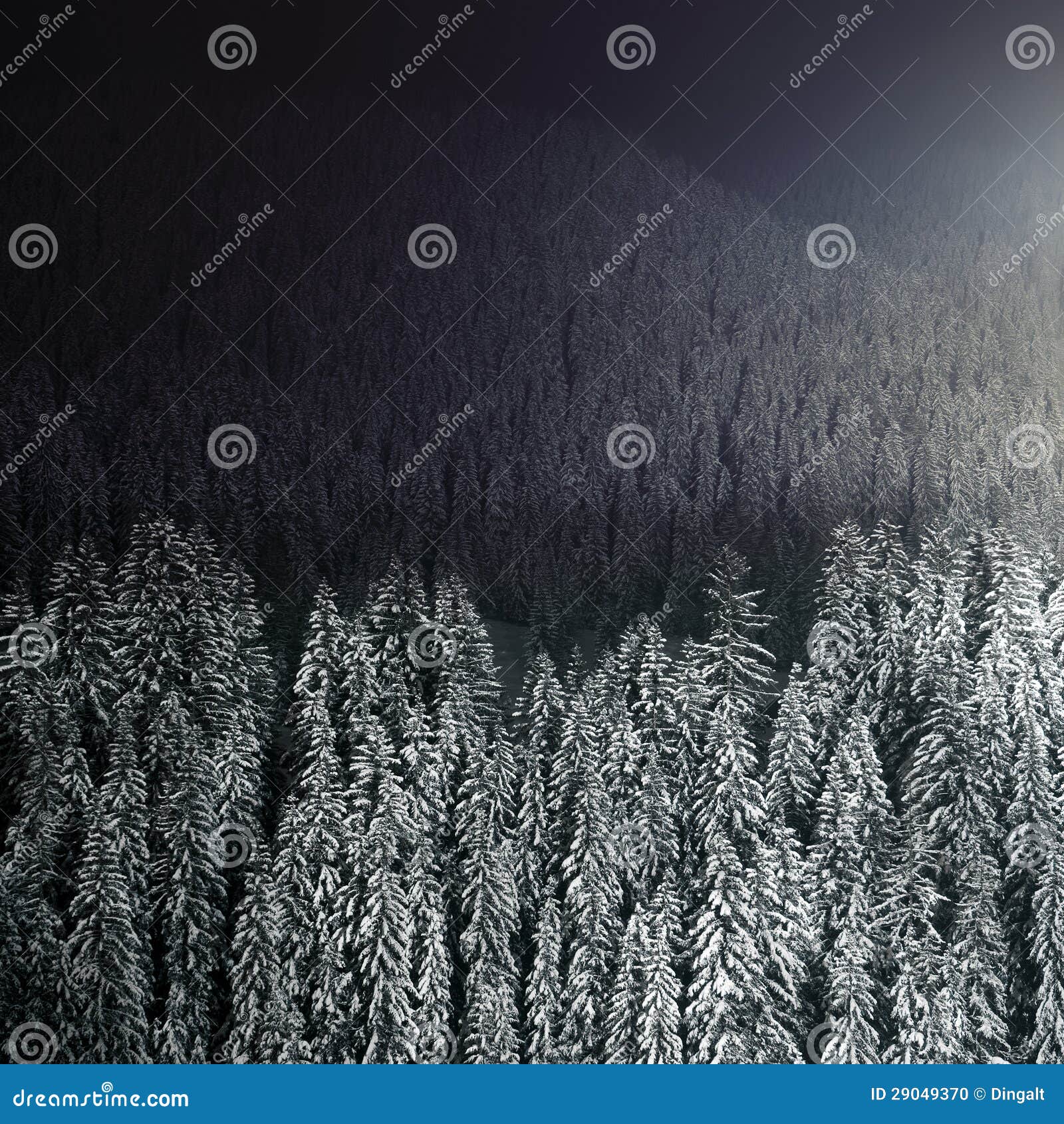 Beautiful Winter Forest at Night Stock Photo - Image of background ...