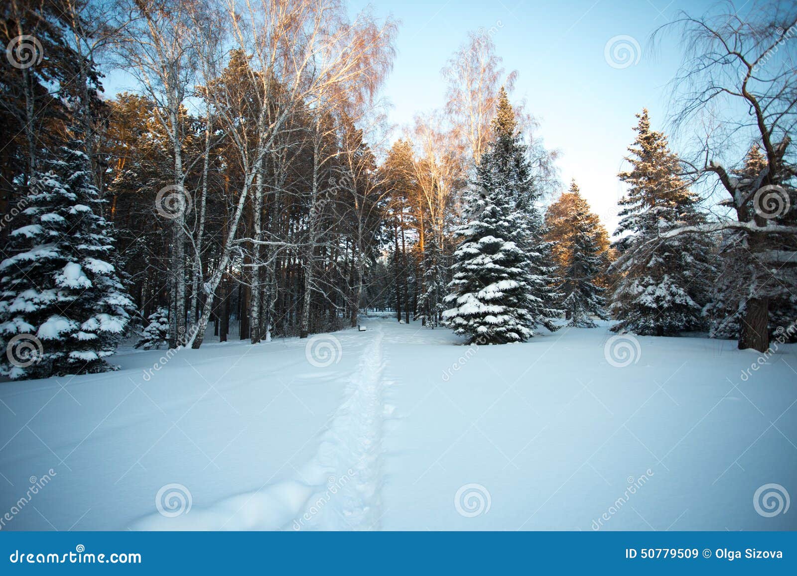 Beautiful winter forest stock image. Image of frozen - 50779509