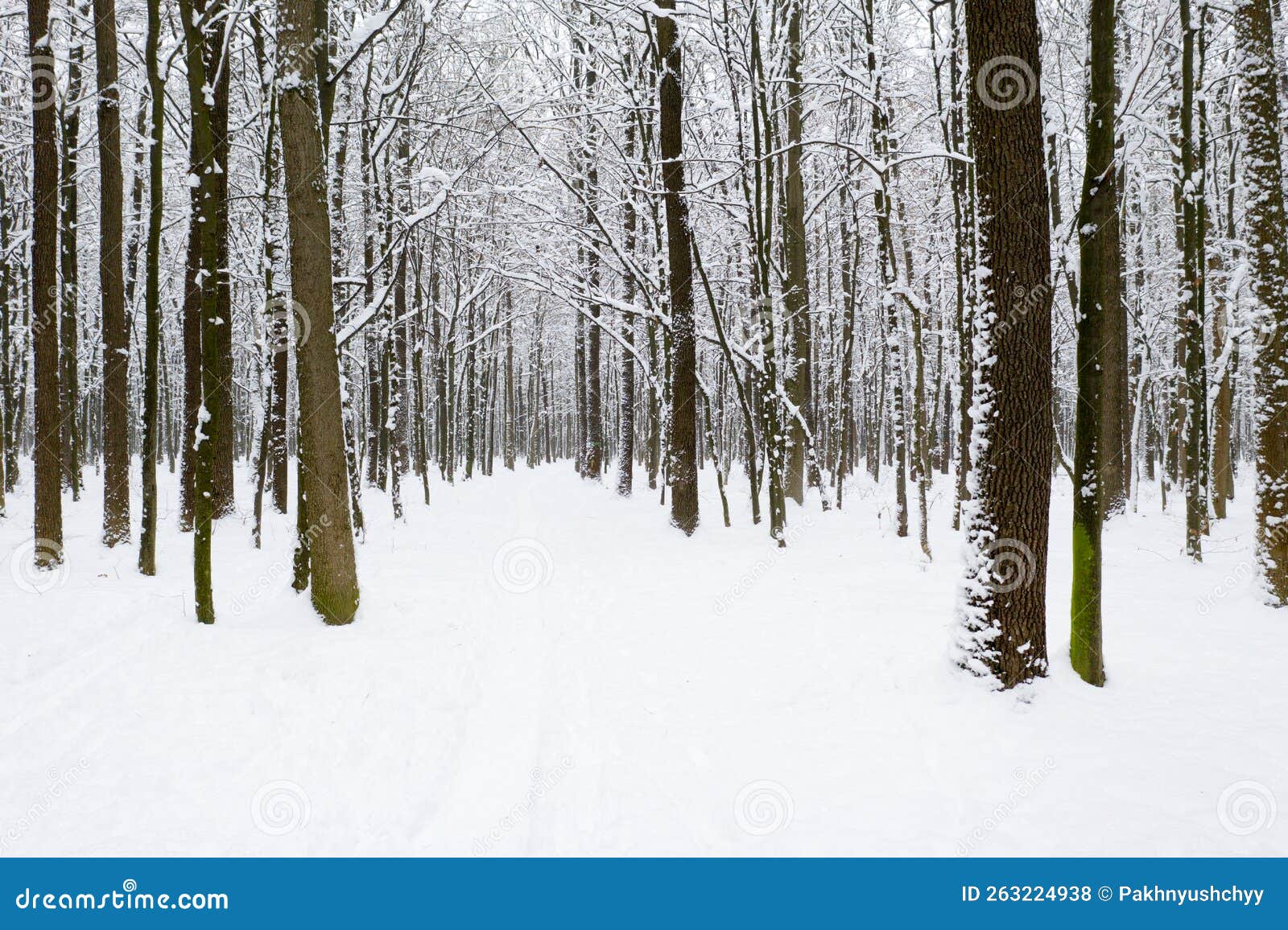 Beautiful winter forest stock photo. Image of snow, forest - 263224938