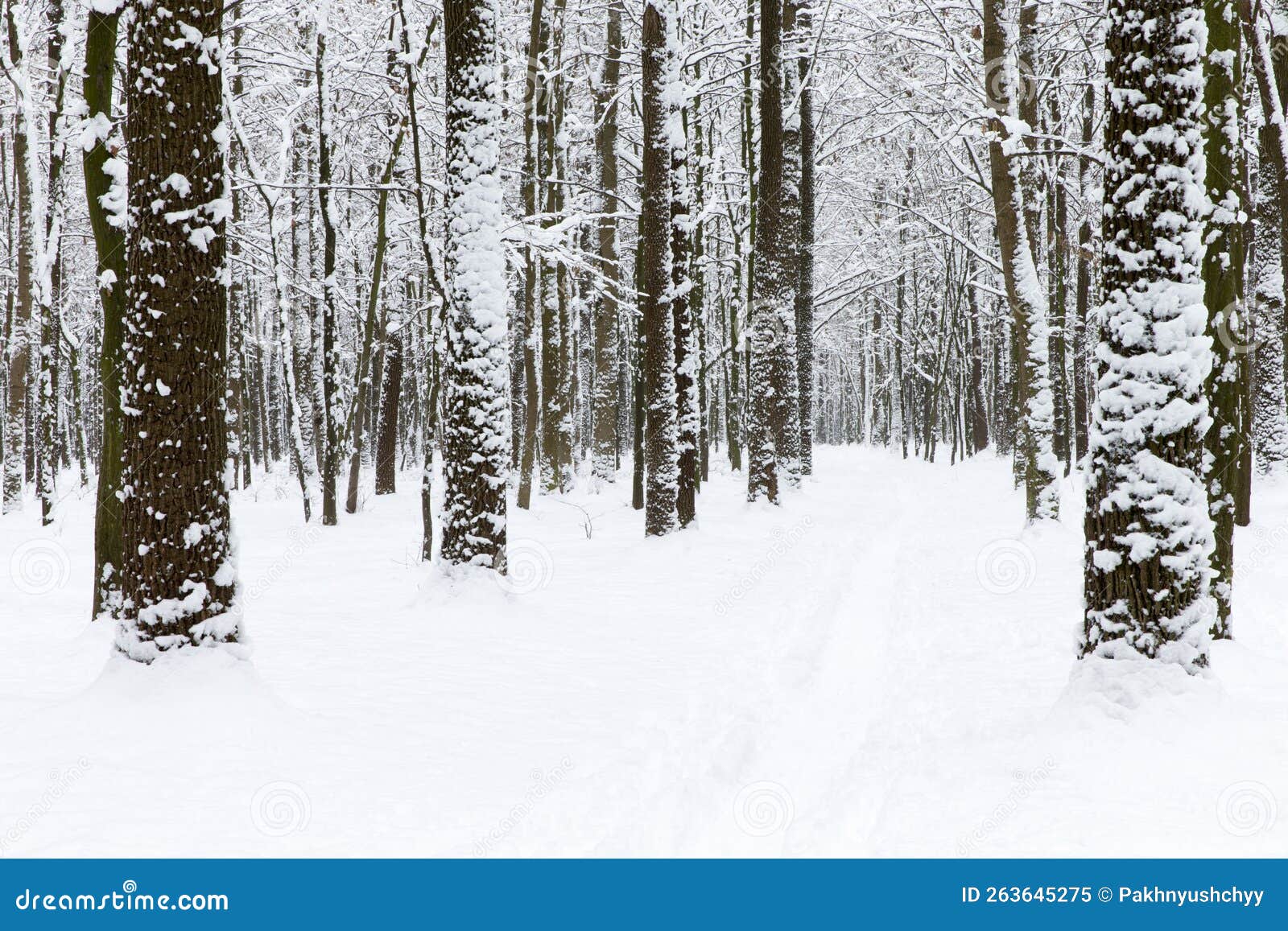 Beautiful winter forest stock image. Image of frost - 263645275