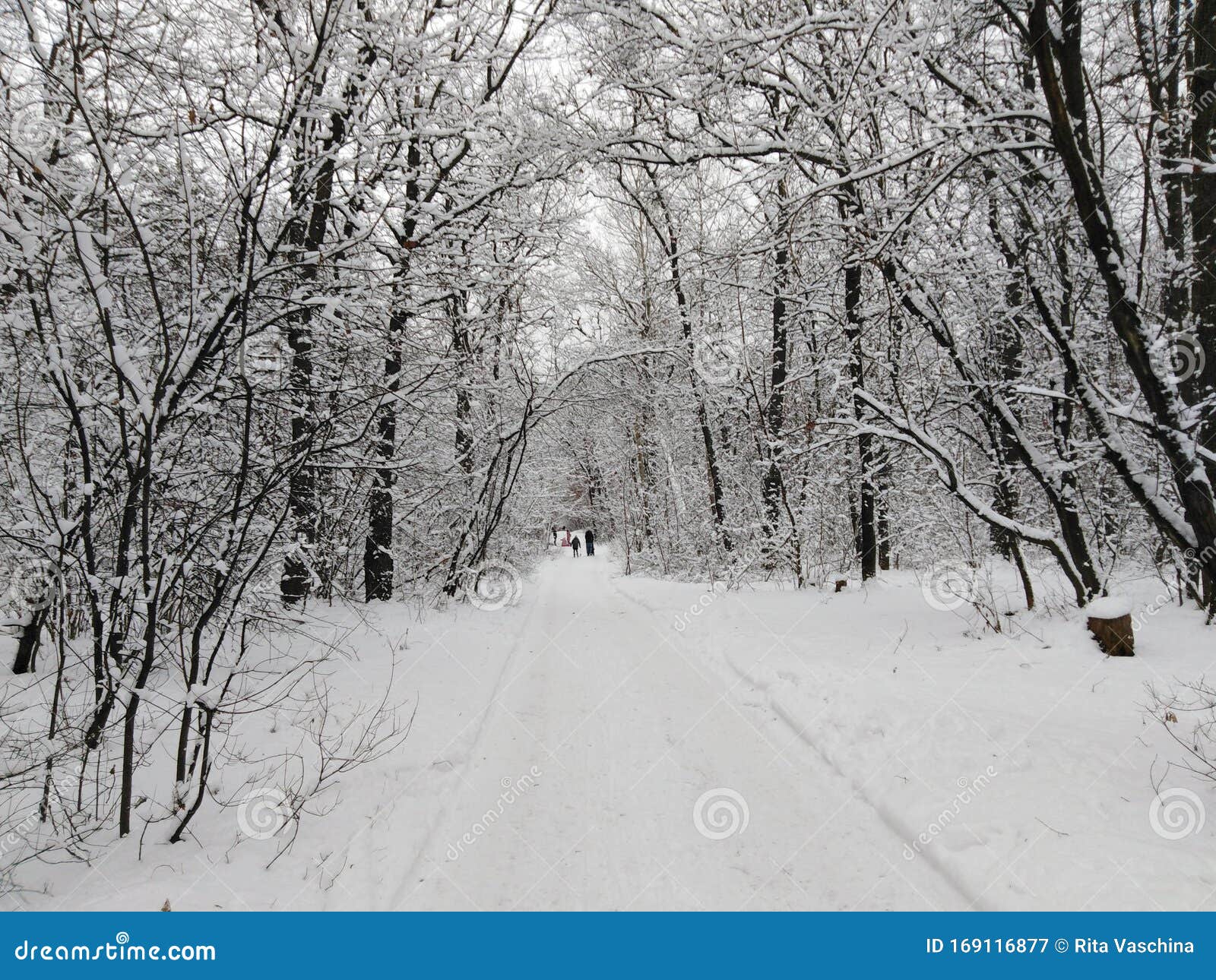 Beautiful Winter Forest. the Road in the Snowy Forest Stock Image ...