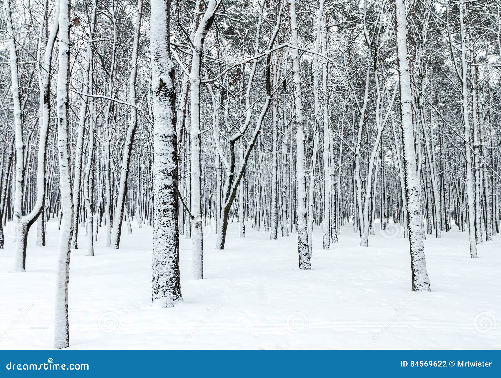 Beautiful Winter Forest Scene with Bare Trees Covered with Snow Stock ...