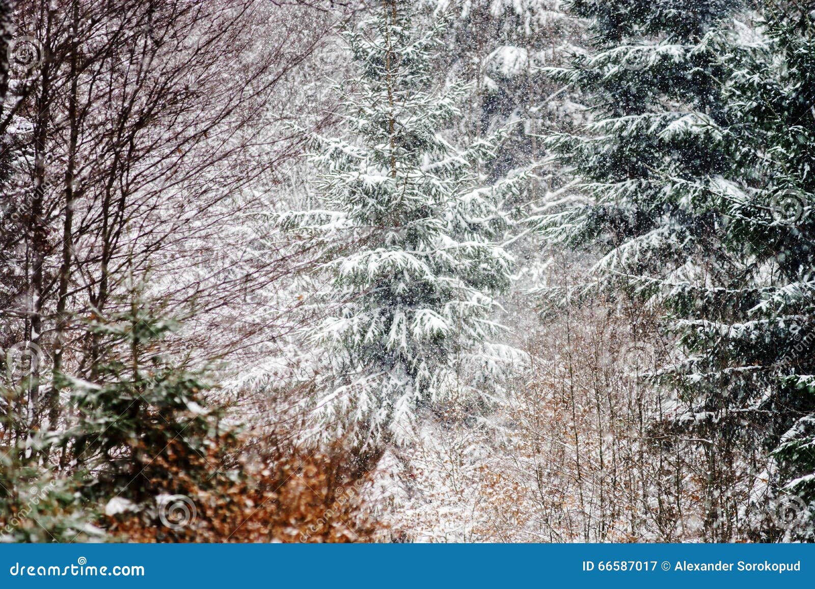 Beautiful Winter Forest while Snow Flurry Stock Image - Image of ...