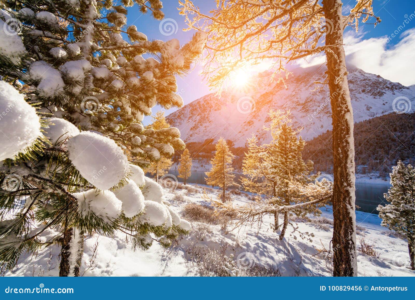 Beautiful Winter Forest after a Snowfall at Sunset Stock Photo - Image ...