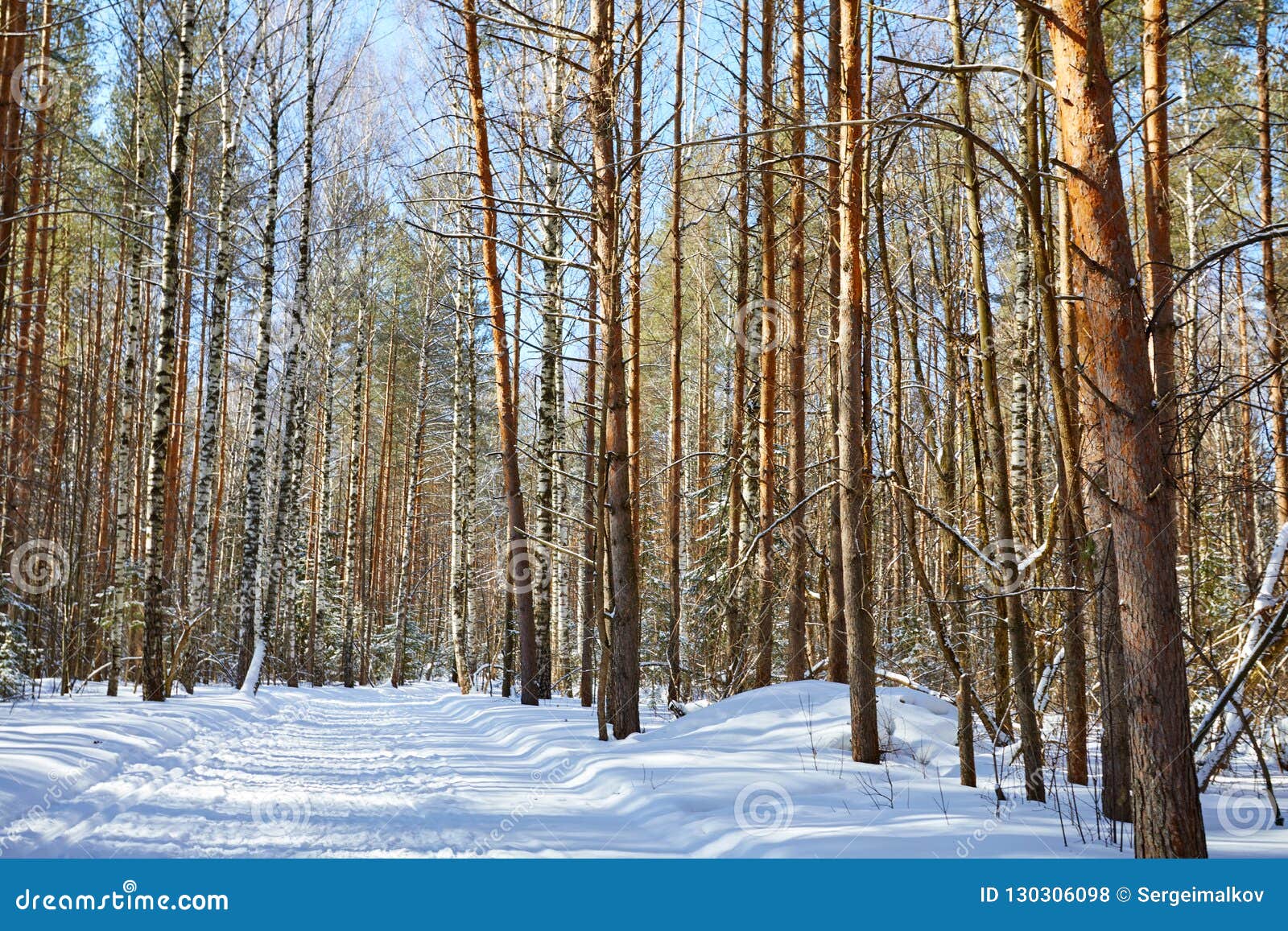 Beautiful Winter Forest in Sunny and Cold Weather after Snowfall Stock ...