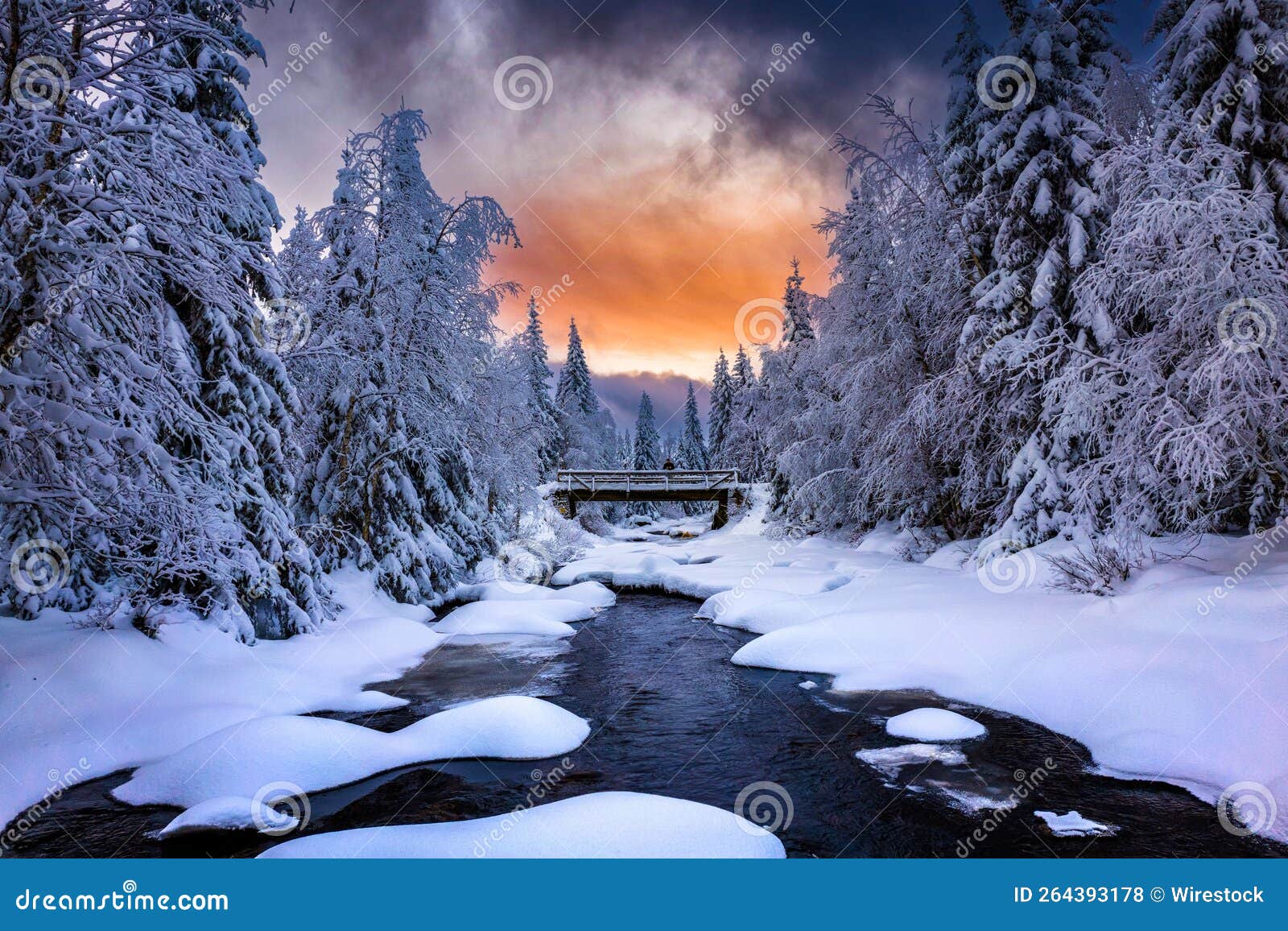 Beautiful Winter Landscape in a Forest Stock Photo - Image of tree ...