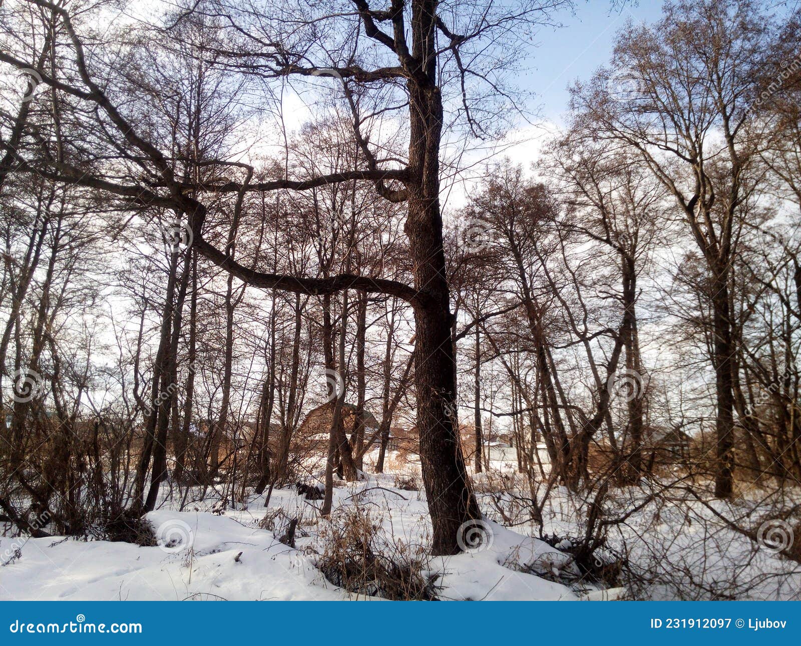 Beautiful Winter Landscape of Grove with Leafless Alder Trees Stock ...