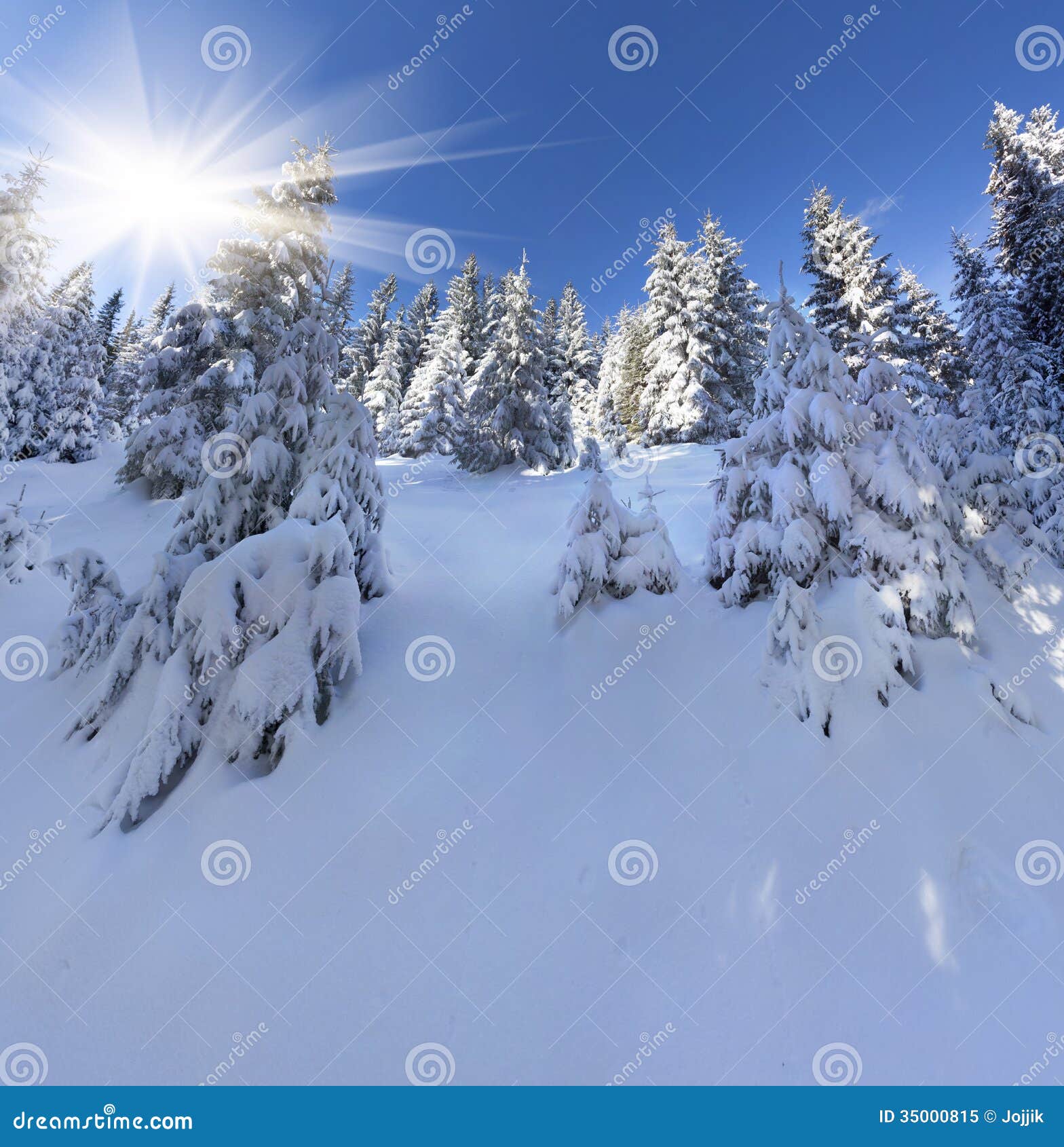 Beautiful Winter Landscape in Mountain Forest. Stock Image - Image of ...