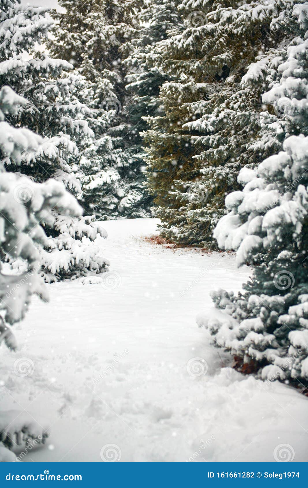 Beautiful Winter Landscape with Snow Covered Trees Stock Photo - Image ...
