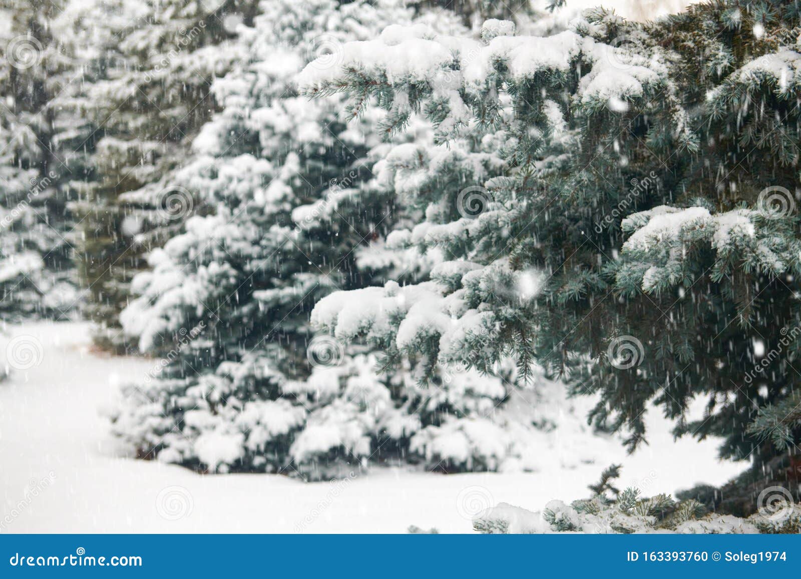 Beautiful Winter Landscape with Snow Covered Trees Stock Photo - Image ...
