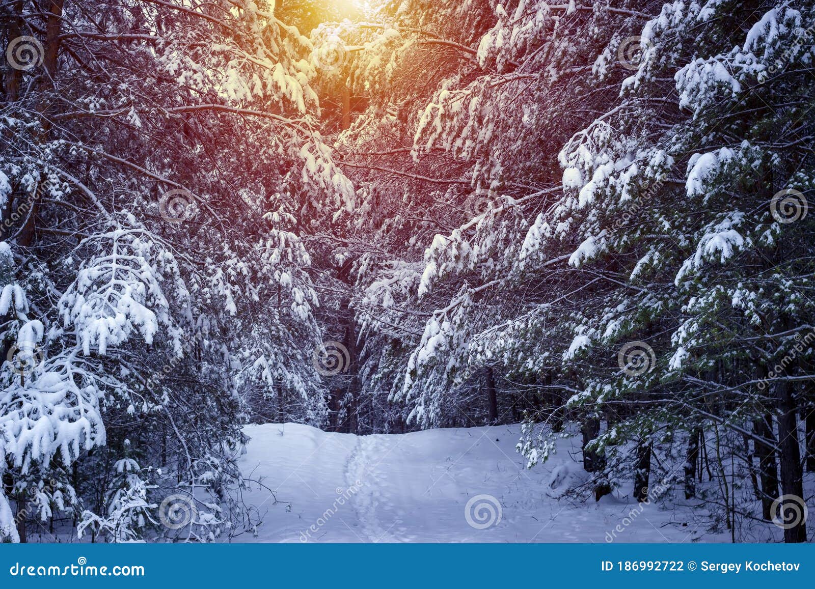 Beautiful Winter Landscape with Snow Covered Trees Stock Photo - Image ...