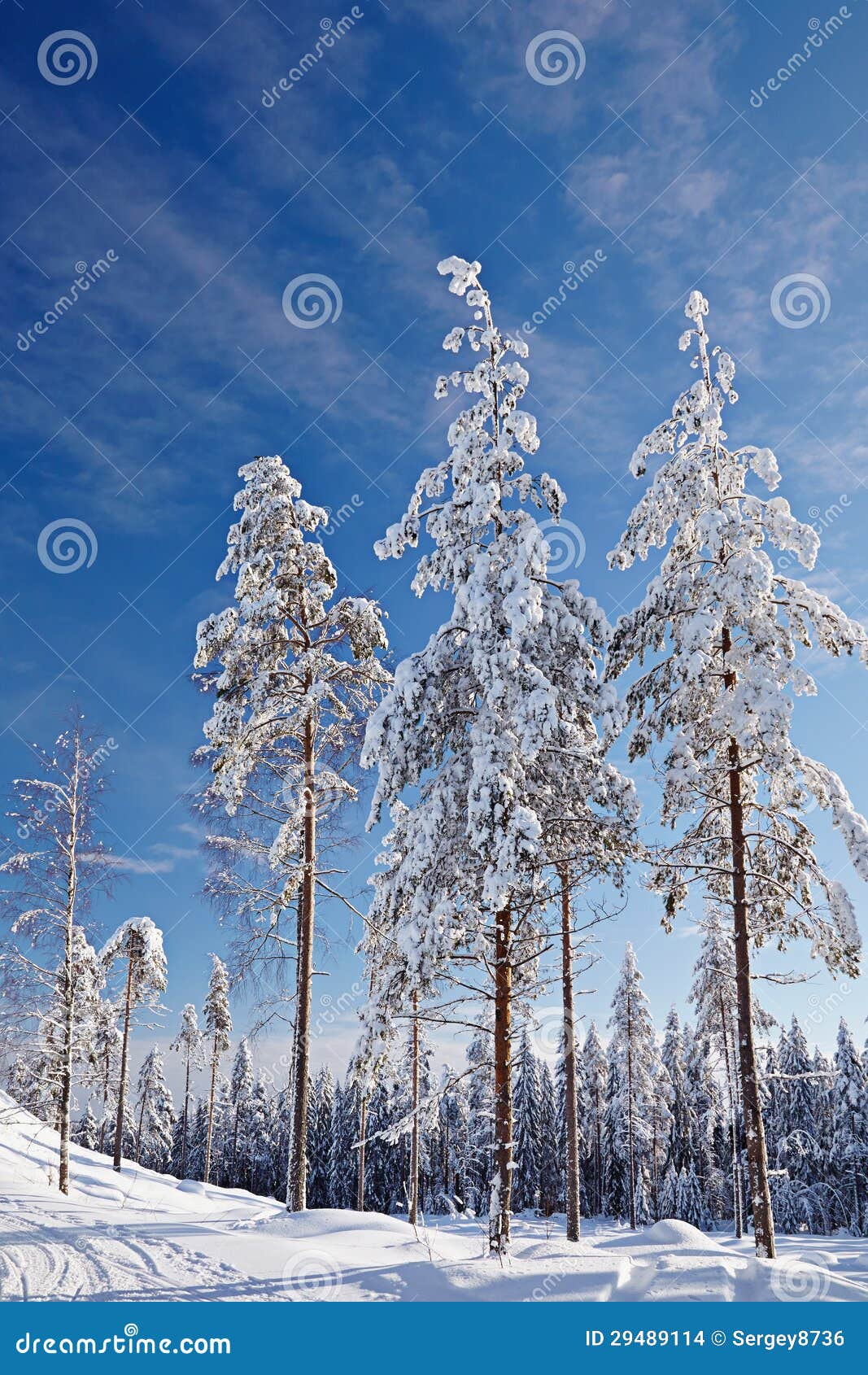 Beautiful Winter Landscape with Snow Covered Trees Stock Photo - Image ...