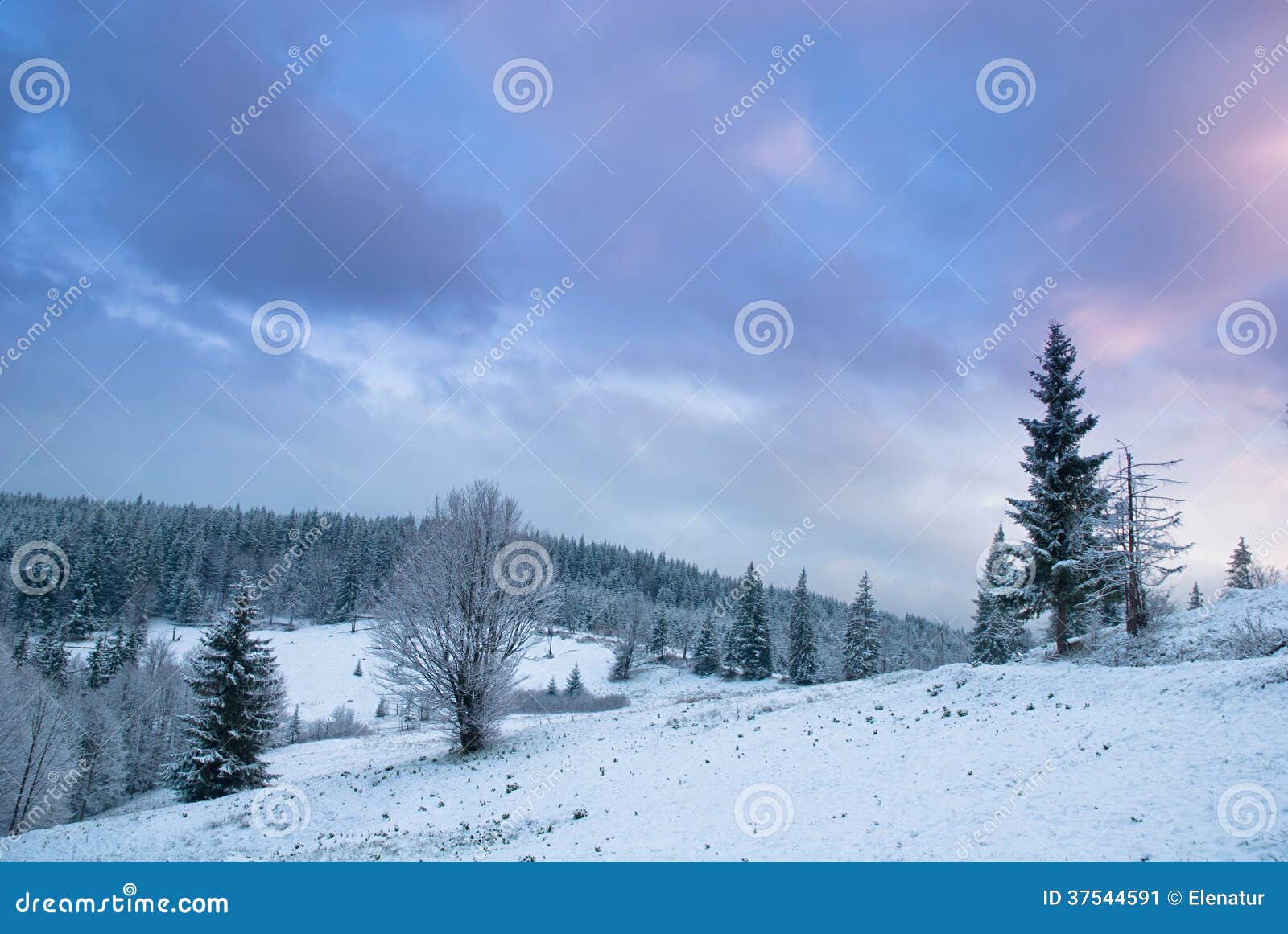 Beautiful Winter Landscape with Snow Covered Trees. Stock Image - Image ...