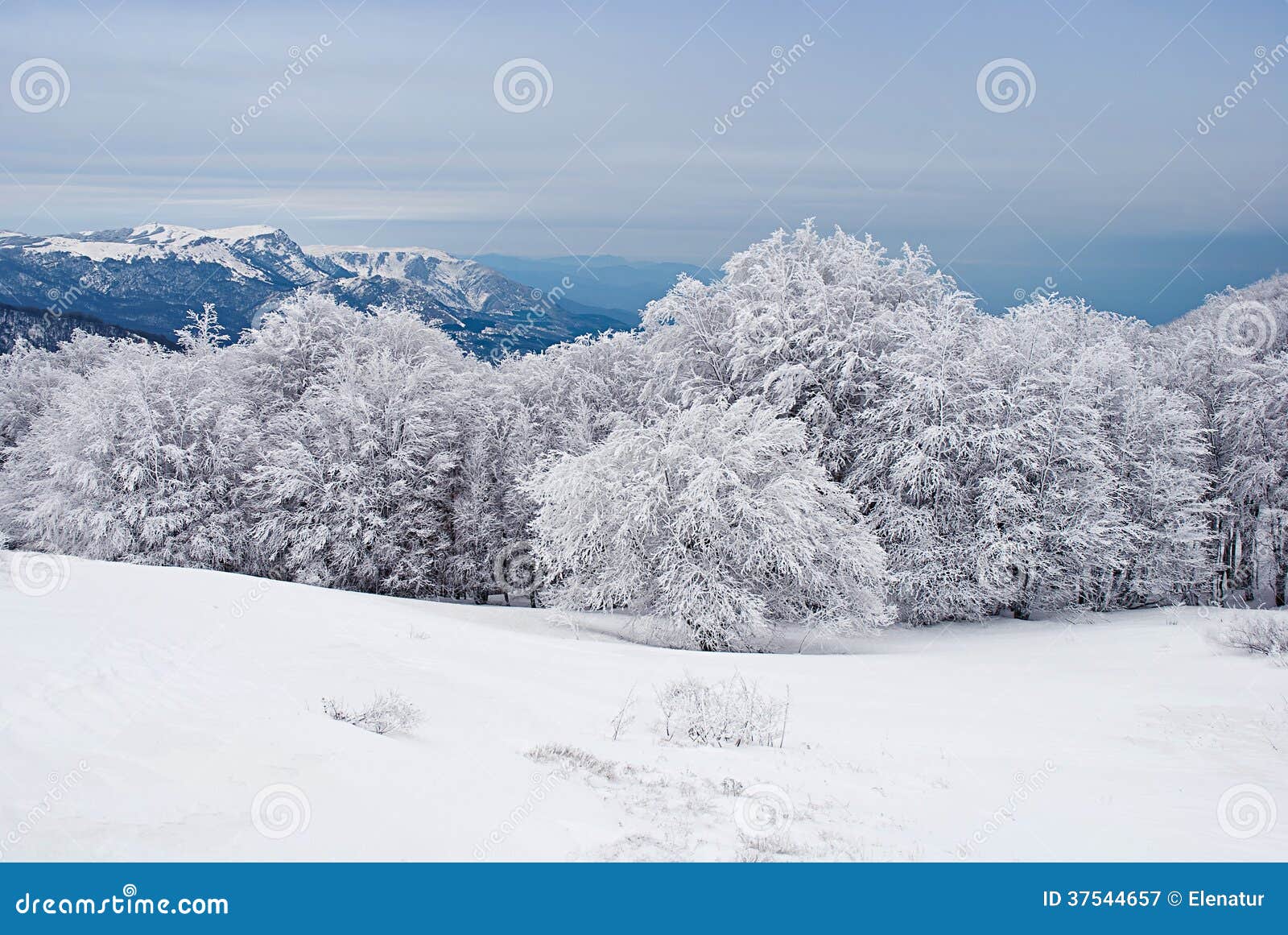 Beautiful Winter Landscape with Snow Covered Trees Stock Image - Image ...