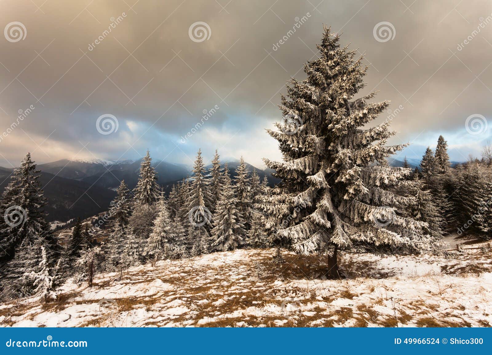 Beautiful Winter Landscape with Snow Covered Trees Stock Photo - Image ...