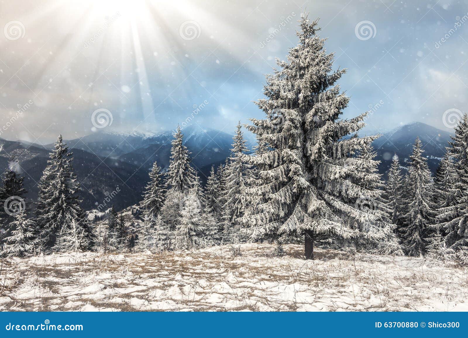Beautiful Winter Landscape with Snow Covered Trees Stock Photo - Image ...