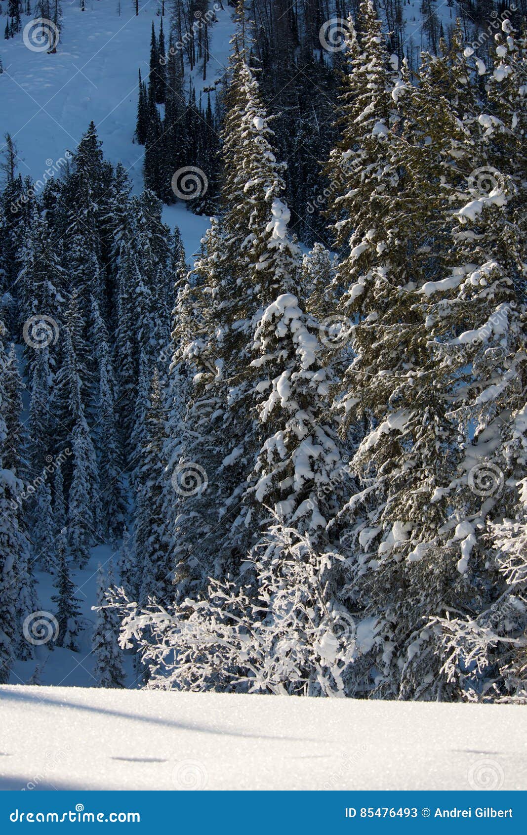 Beautiful Winter Landscape with Snow Covered Trees Stock Image - Image ...