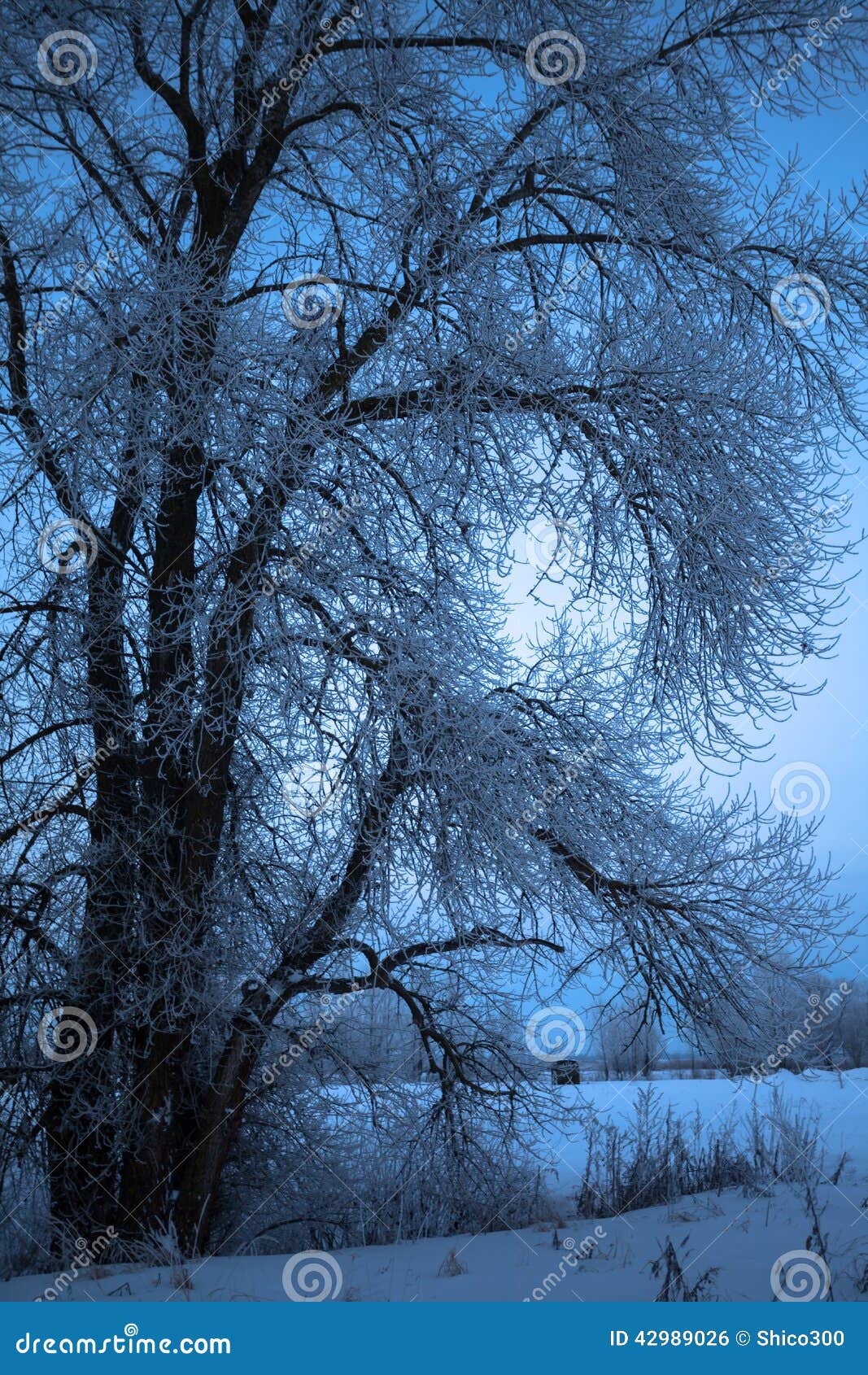 Beautiful Winter Landscape with Snow Covered Trees Stock Photo - Image ...