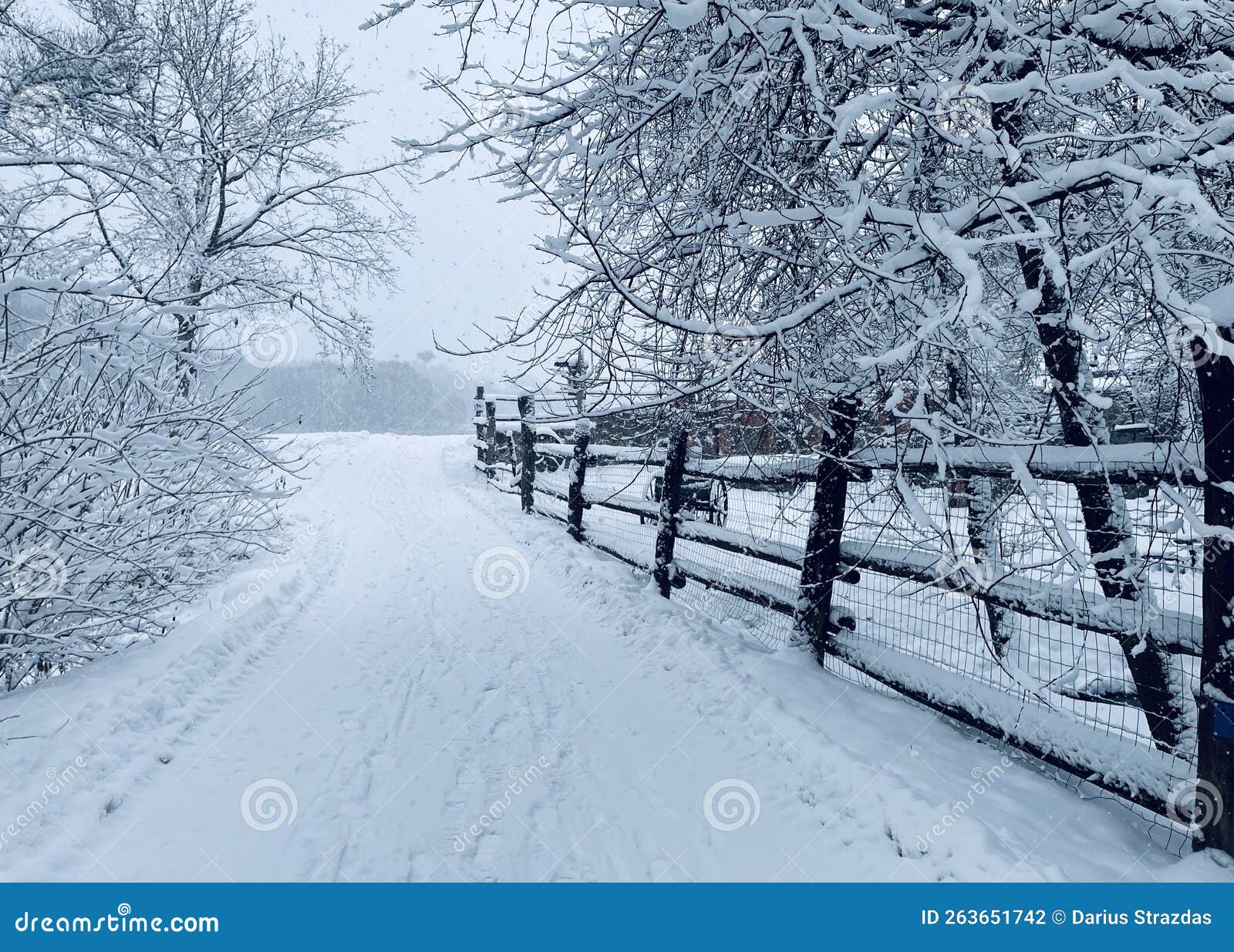 Beautiful Winter Landscape with Snow O Trees Stock Photo - Image of ...